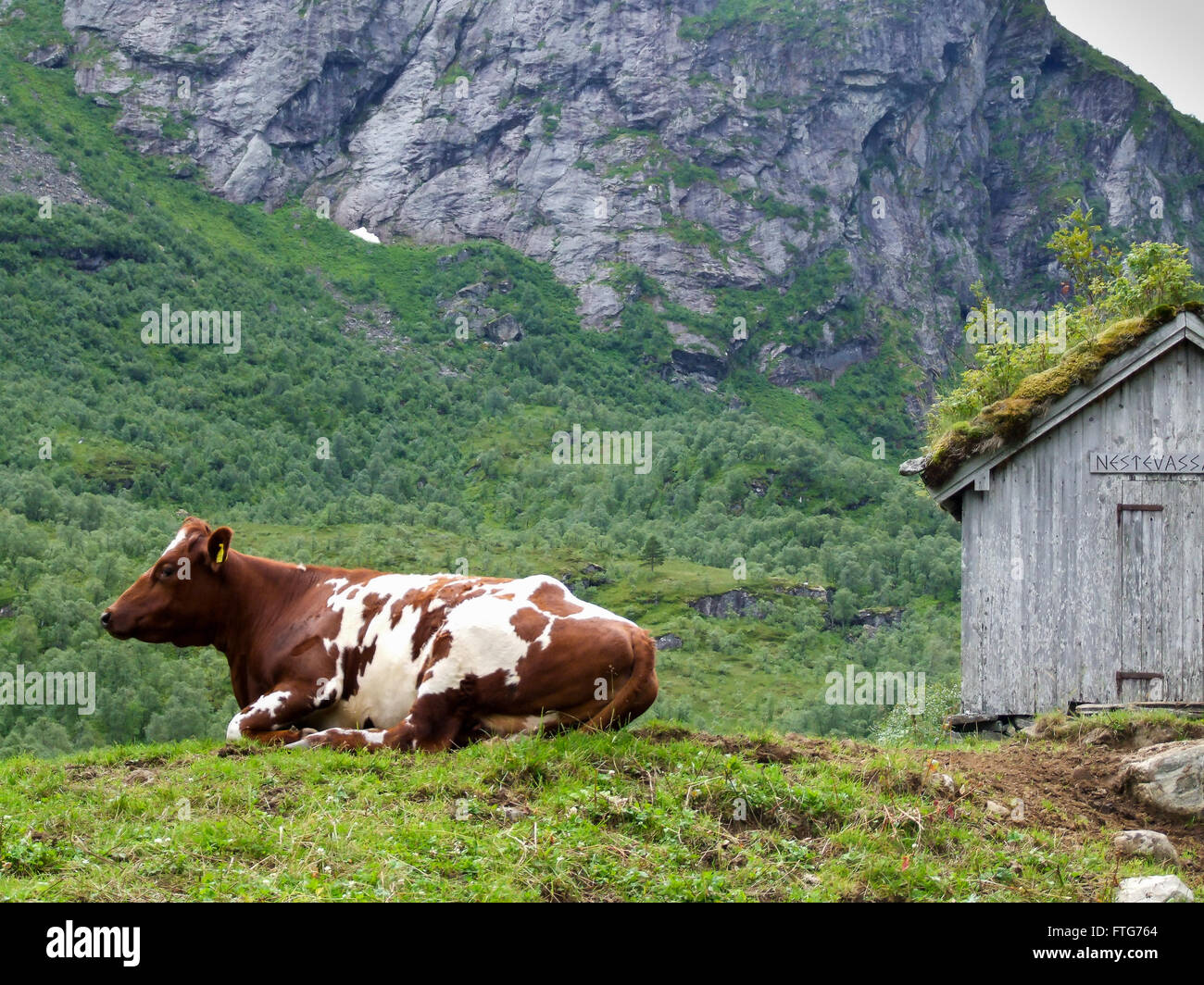 Norwegian cow hi-res stock photography and images - Alamy
