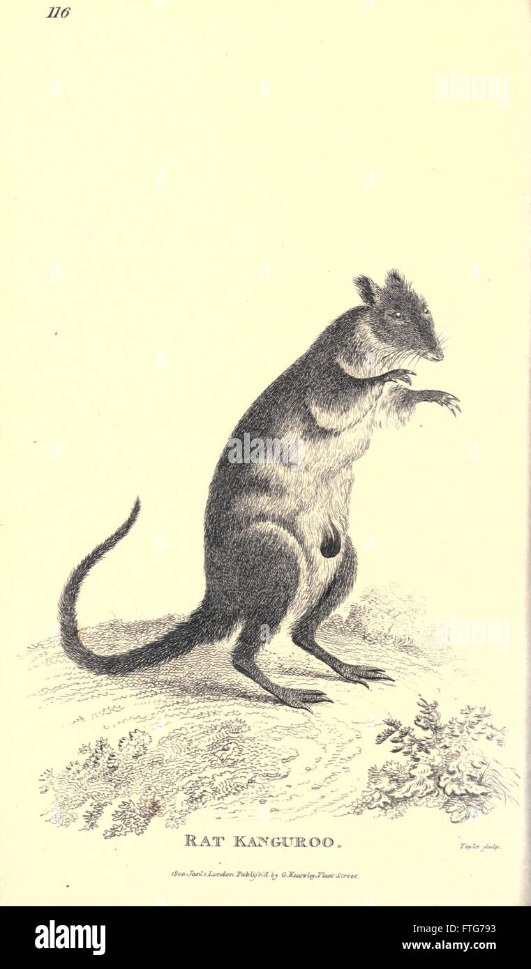 A scientific work focused on the systematic classification of animals ...