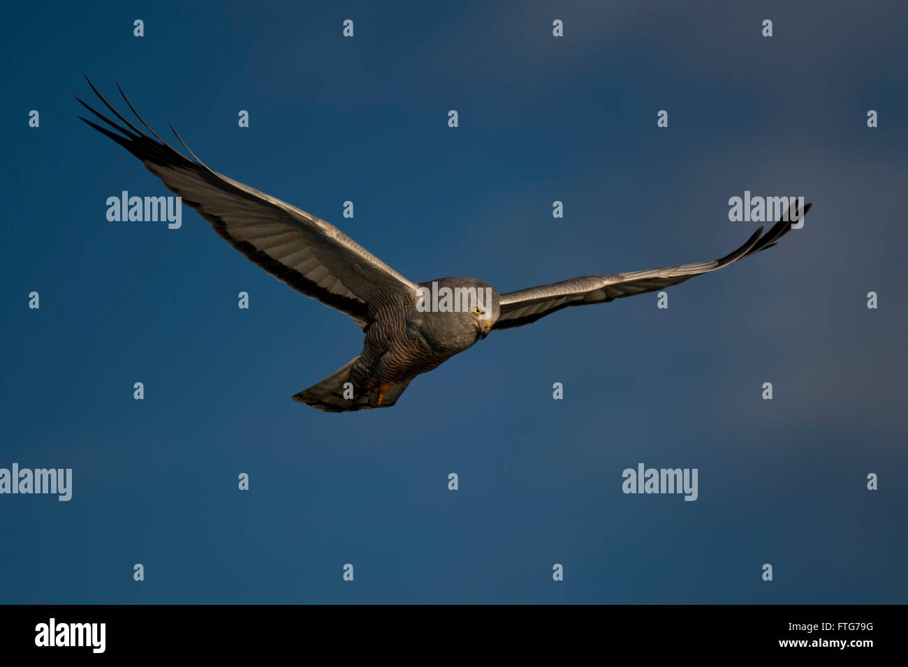 Male cinereous harrier flying in the blue sky, over the Laguna Nimez in ...