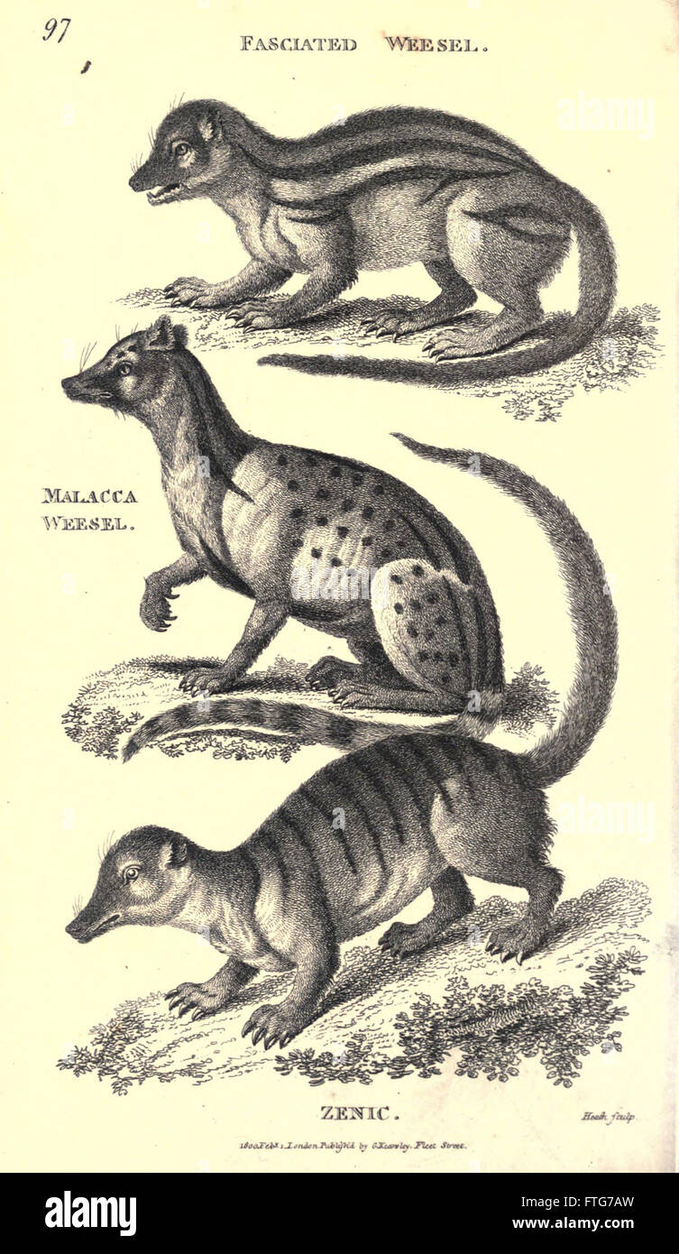 An illustration from 'General Zoology' showing a detailed study of ...