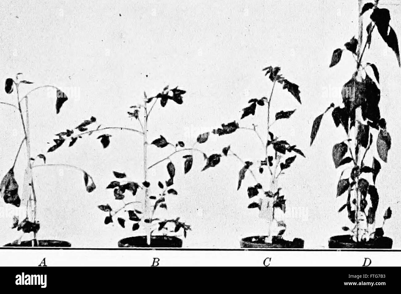 'Genetics in Relation to Agriculture' (1918) explores the application ...