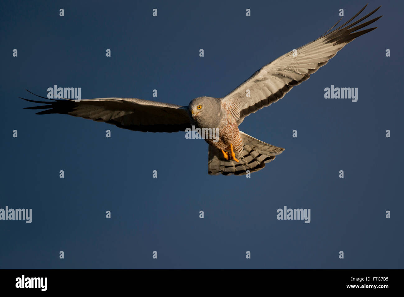 Flying harrier hi-res stock photography and images - Alamy