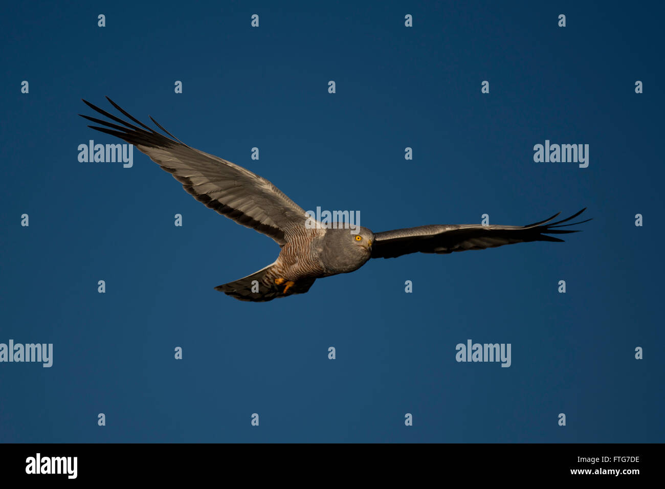 Male cinereous harrier flying in the blue sky, over the Laguna Nimez in ...