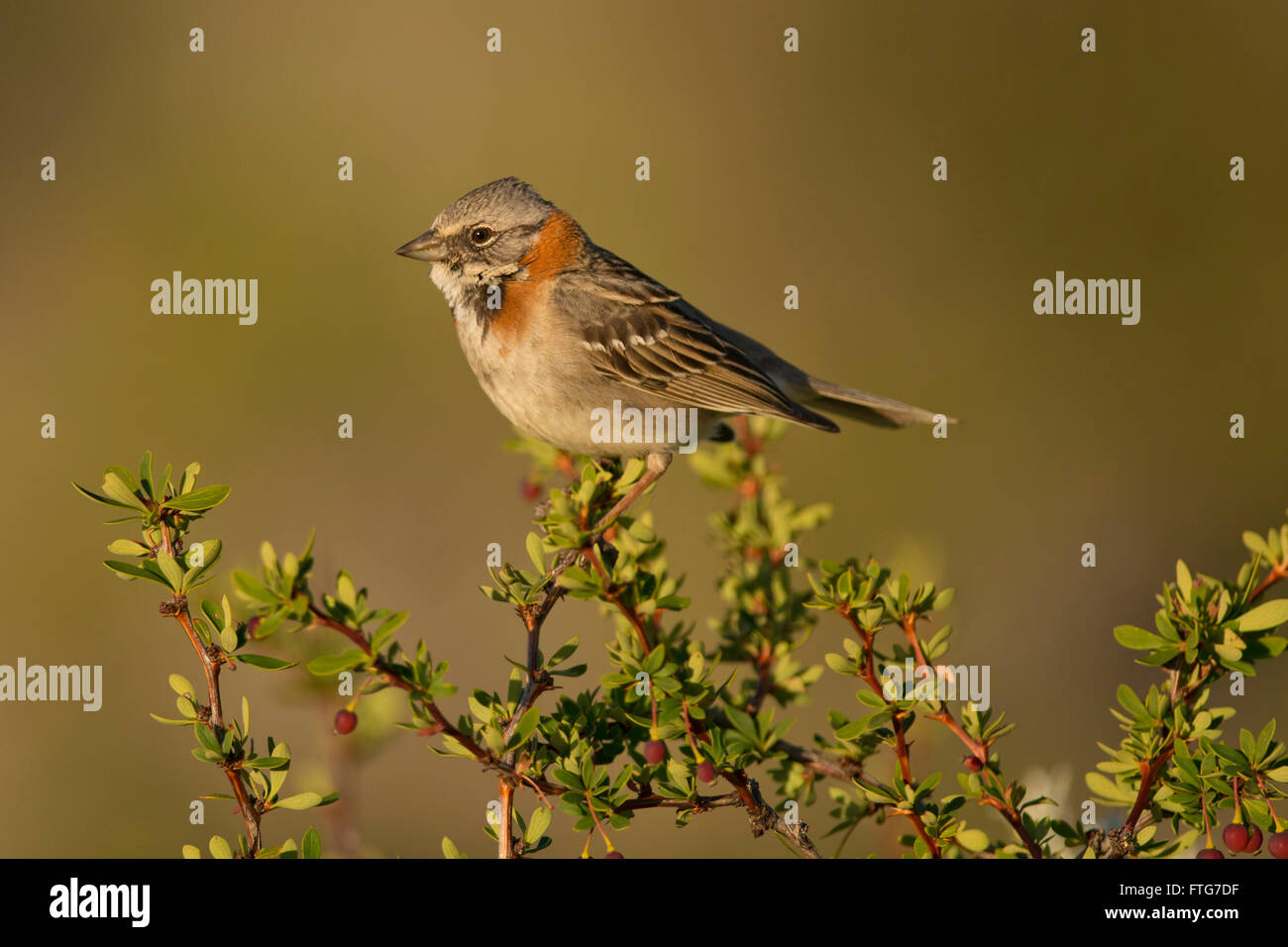 Chingolo hi-res stock photography and images - Alamy