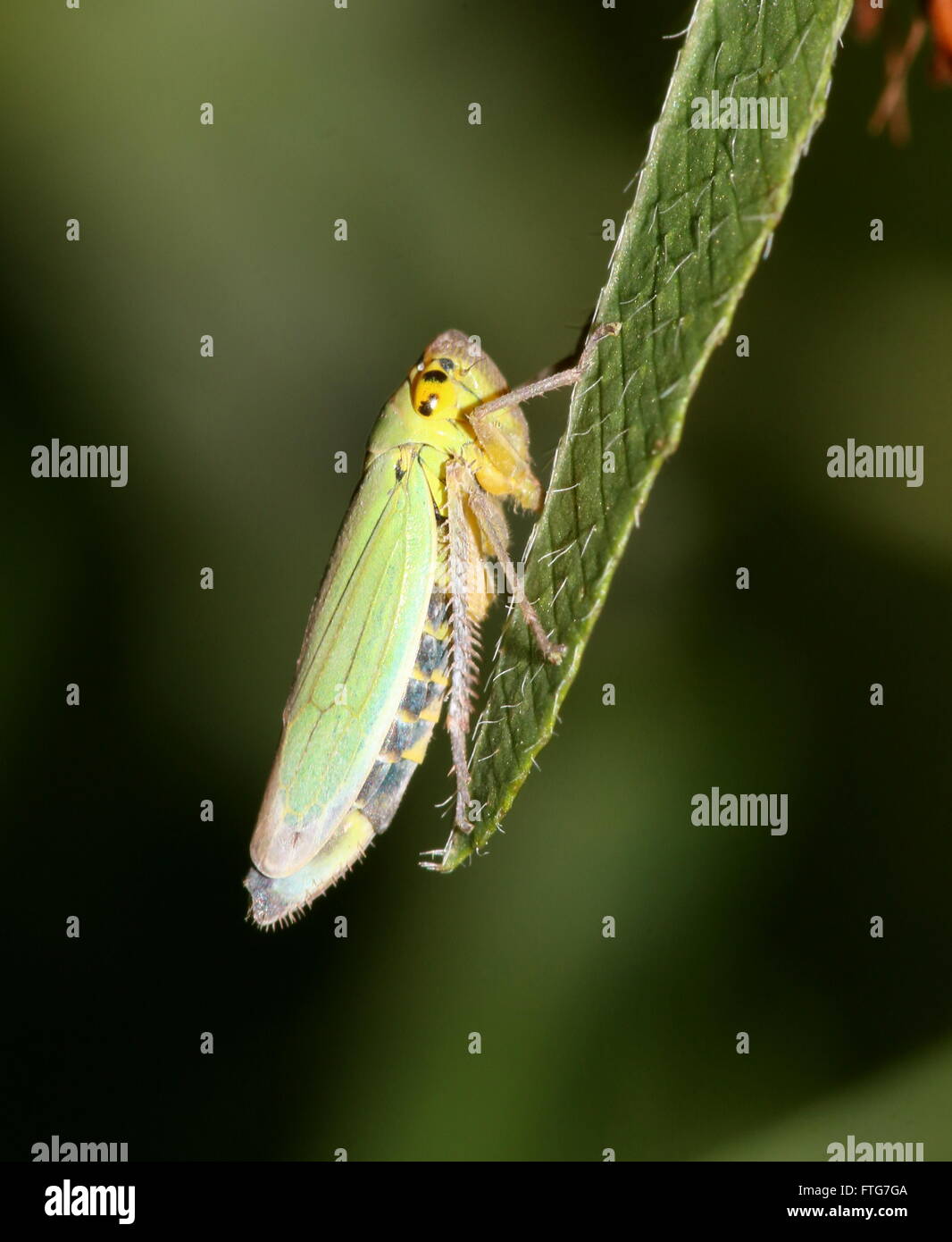 Green leafhopper hi-res stock photography and images - Alamy
