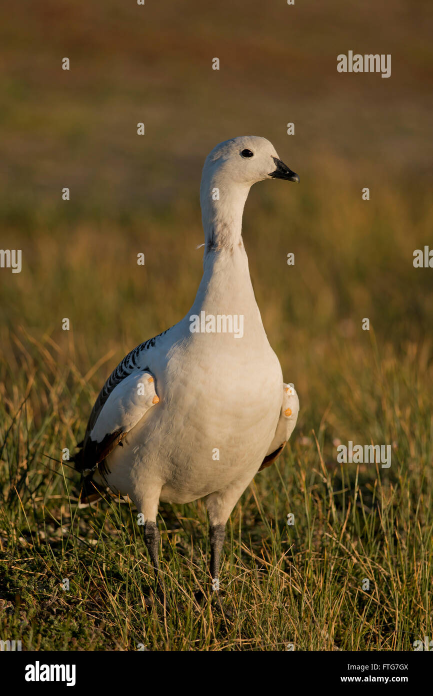 one male upland goose (chloephaga picta) in laguna nimez, patagonia ...