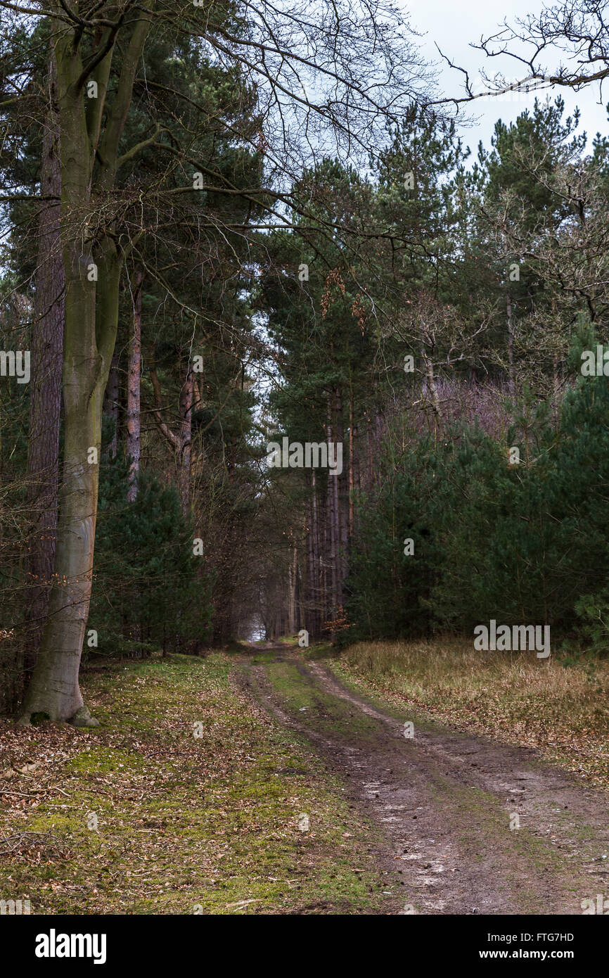 A winding dirt track made by vehicles maintaining the forest make their ...