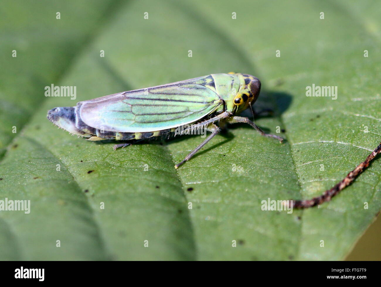 Cicadelle verte hi-res stock photography and images - Alamy