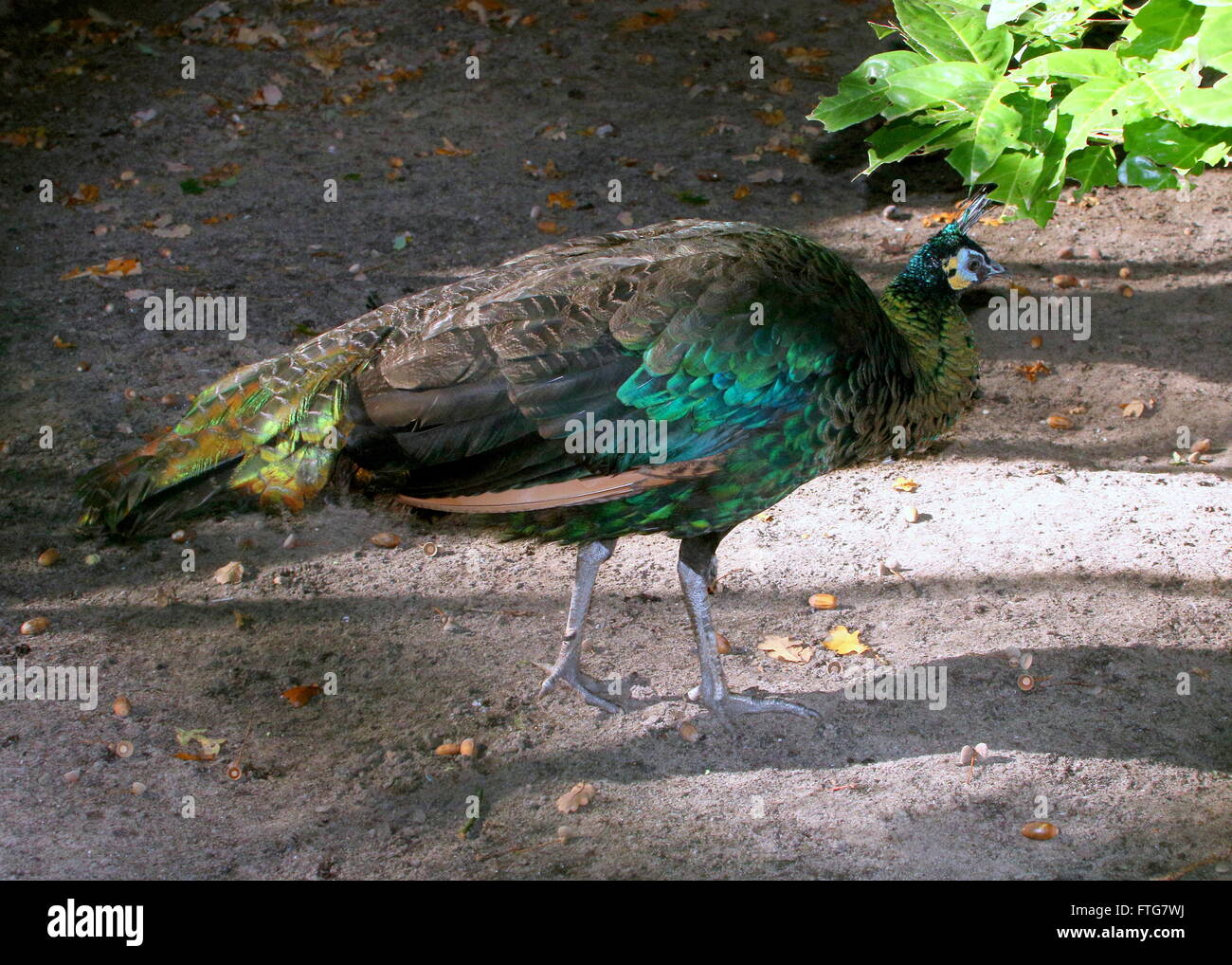 Green peafowl hi-res stock photography and images - Alamy