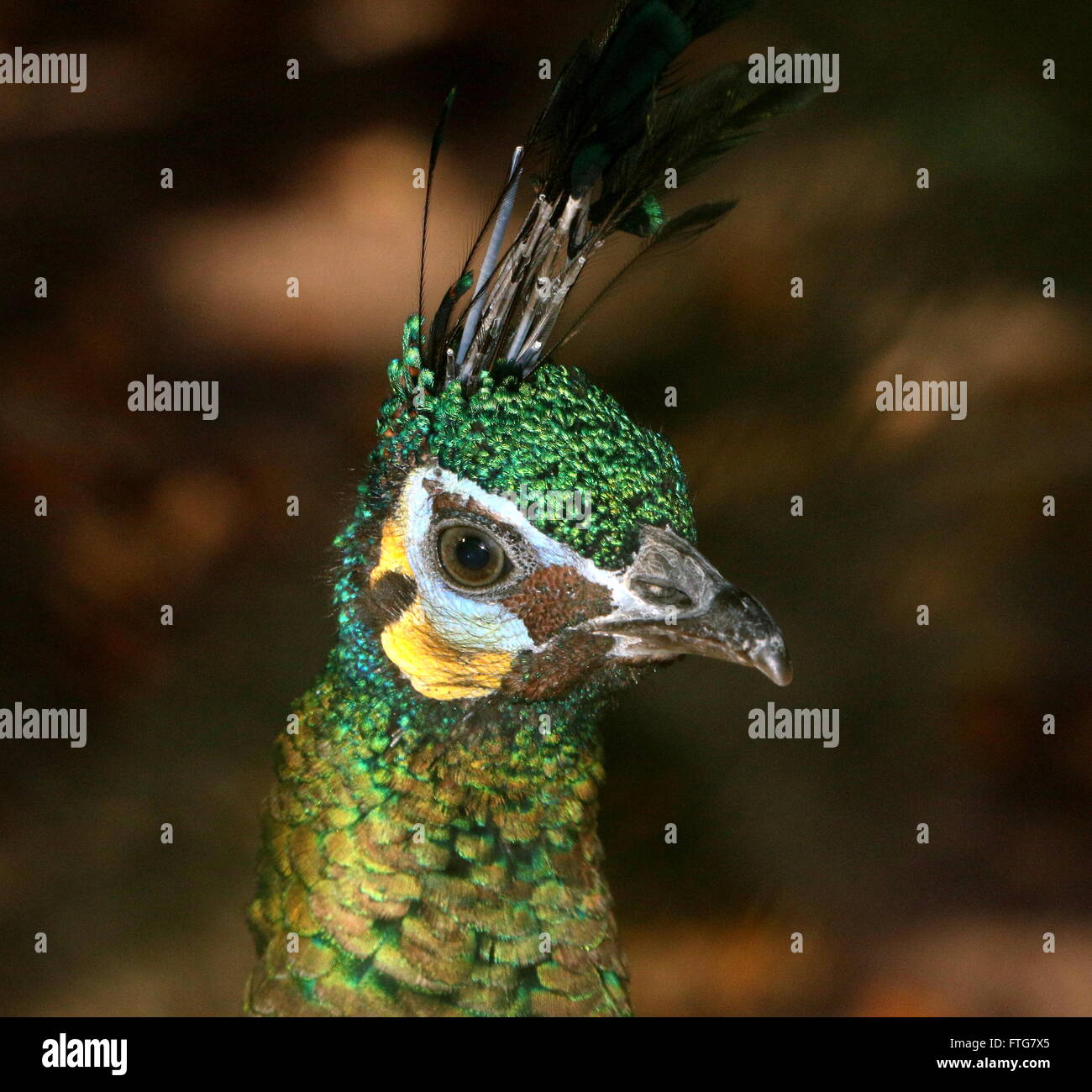 Java green peafowl hi-res stock photography and images - Alamy