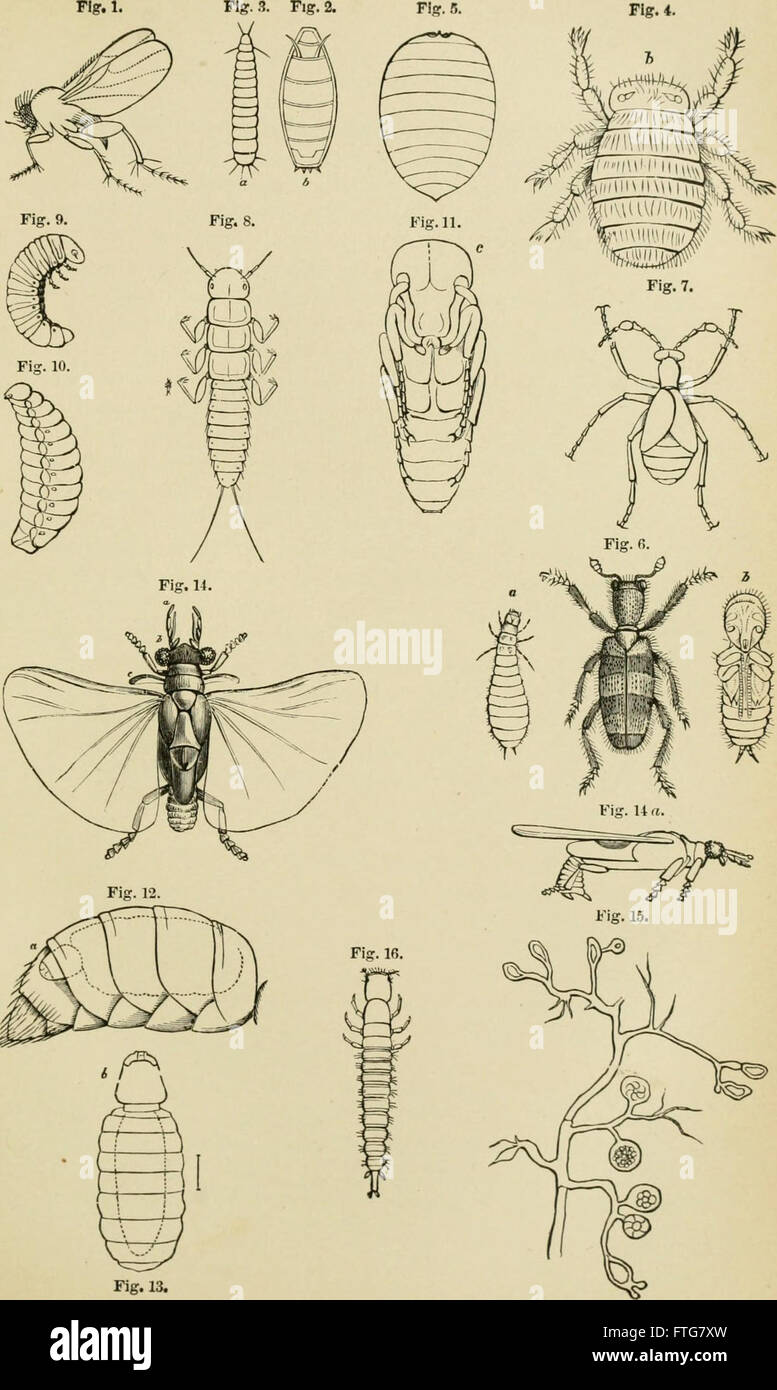 Guide to the study of insects and a treatise on those injurious and ...