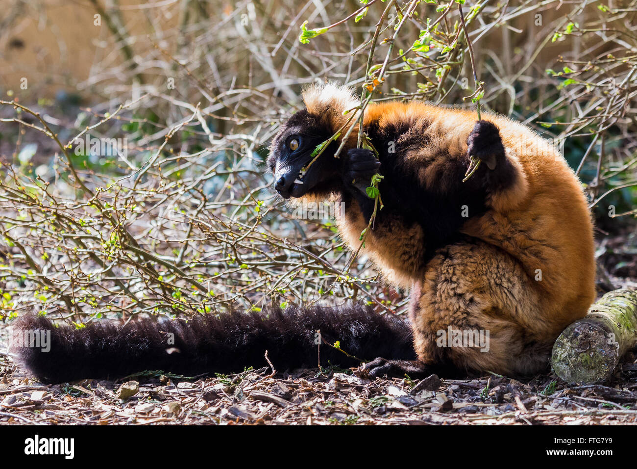 A red-ruffed lemur chewing on some vegetation Stock Photo - Alamy