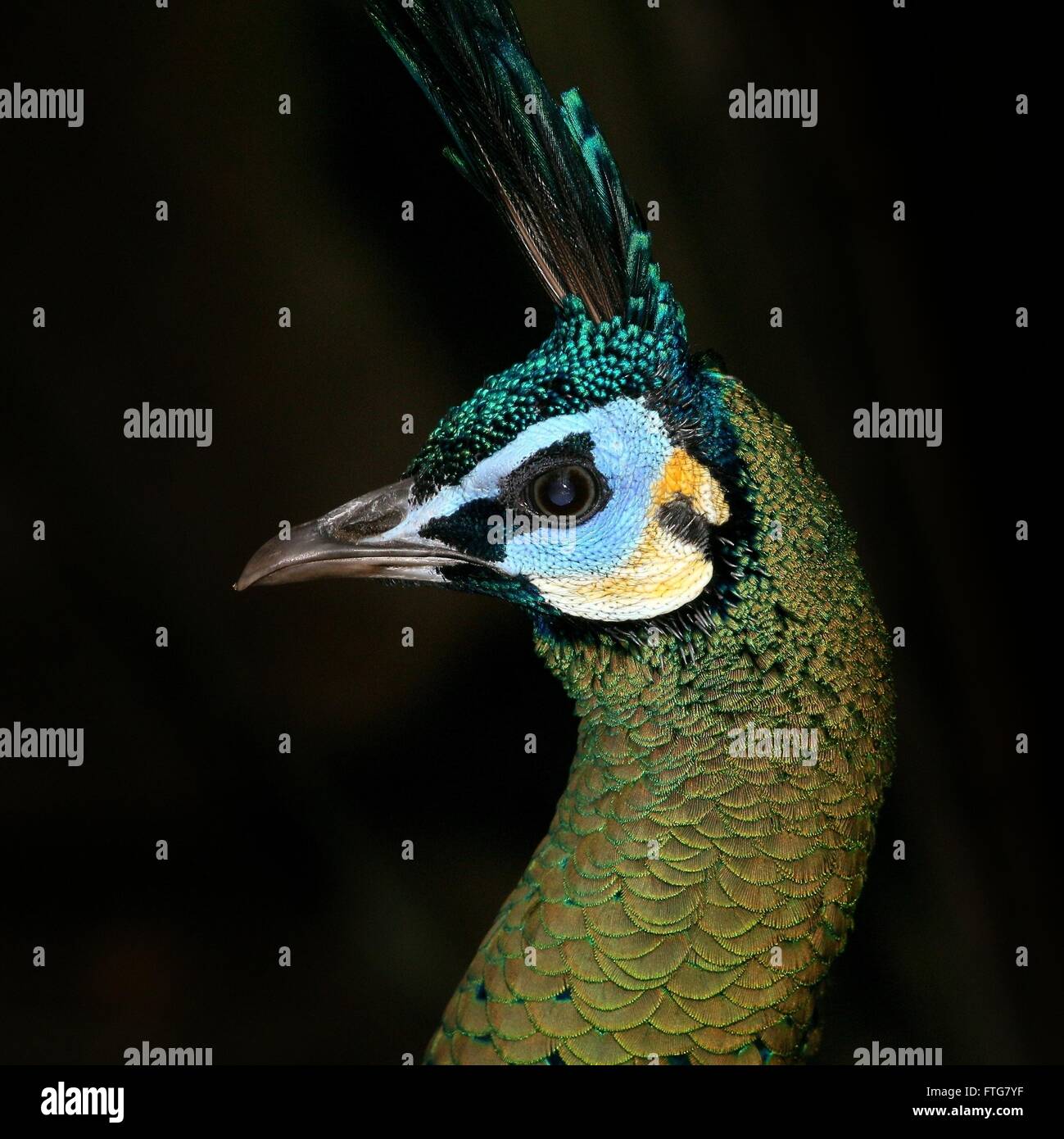 Green peafowl java hi-res stock photography and images - Alamy