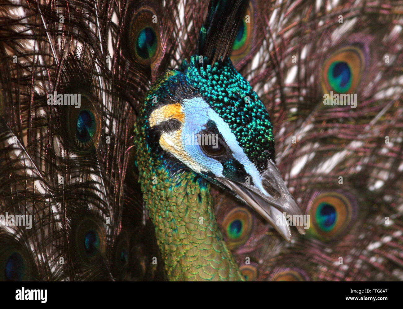 Male Asian Green Peacock or Java peafowl (Pavo muticus), closeup of the ...