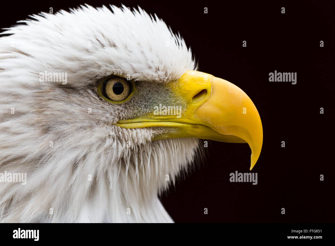 Extreme close-up of a Bald Eagle Stock Photo - Alamy