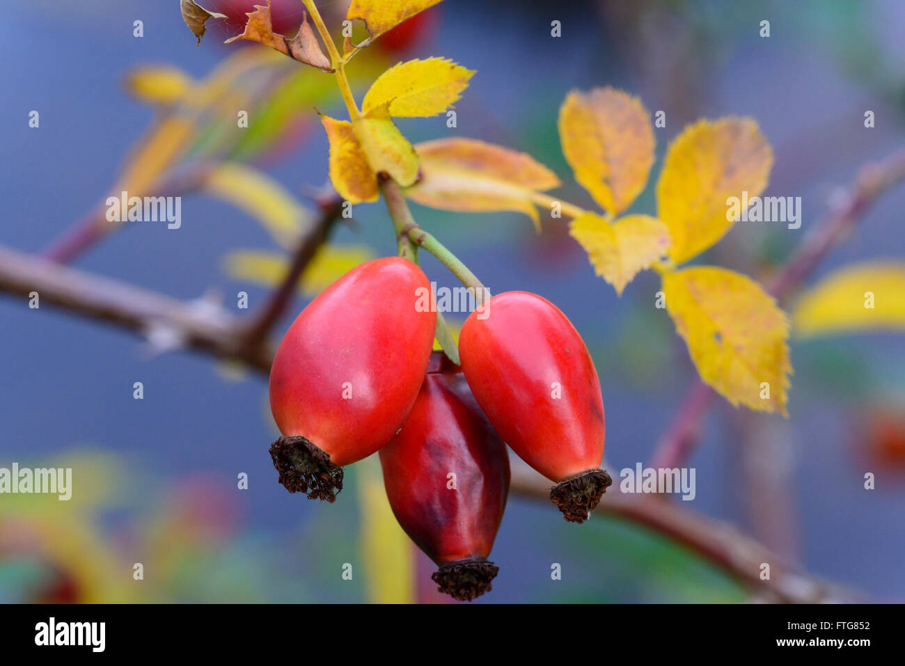 Dog Rose (Rosa canina), hips Stock Photo - Alamy