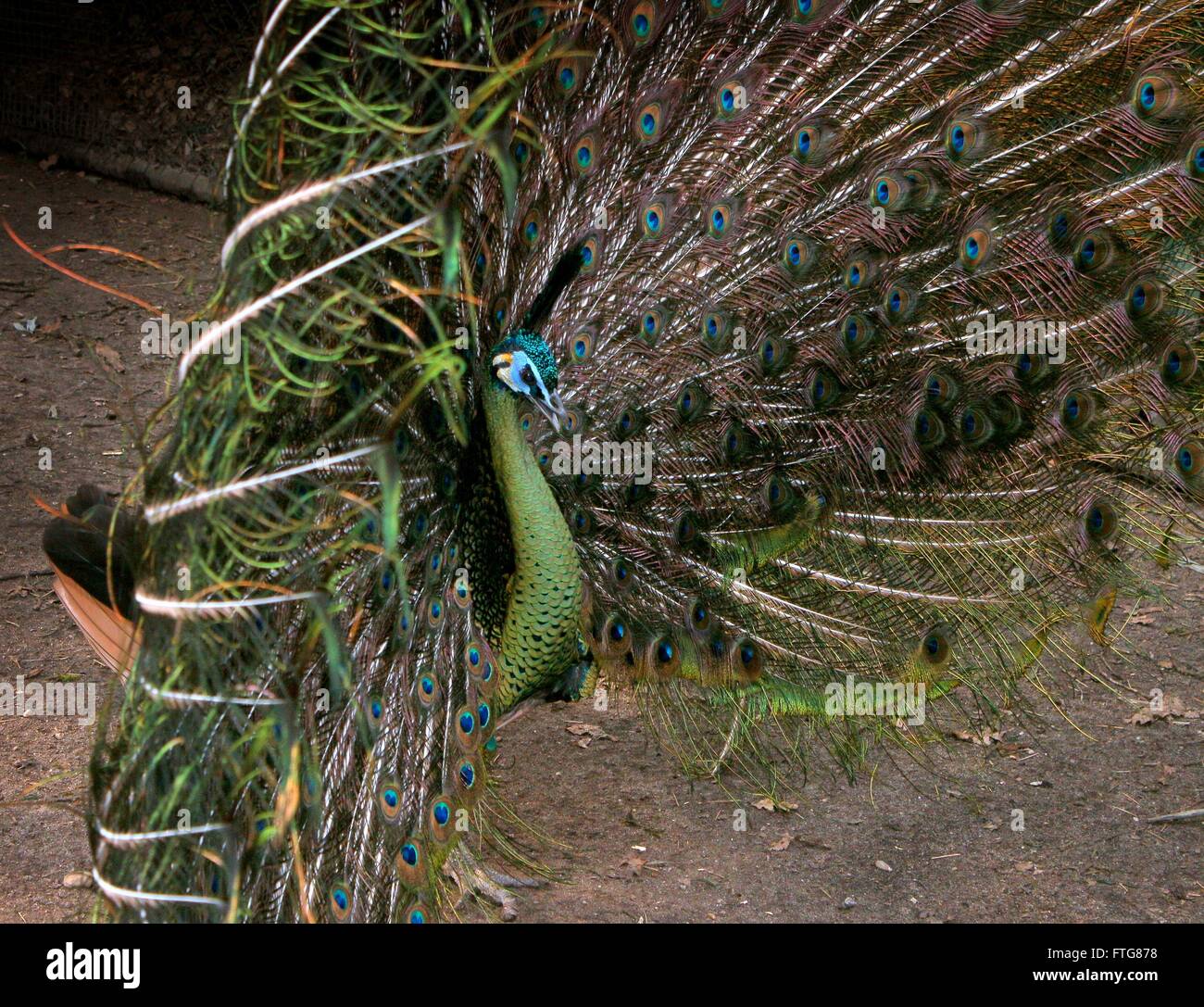 Male Asian Green Peacock or Java peafowl (Pavo muticus) with tail Stock ...