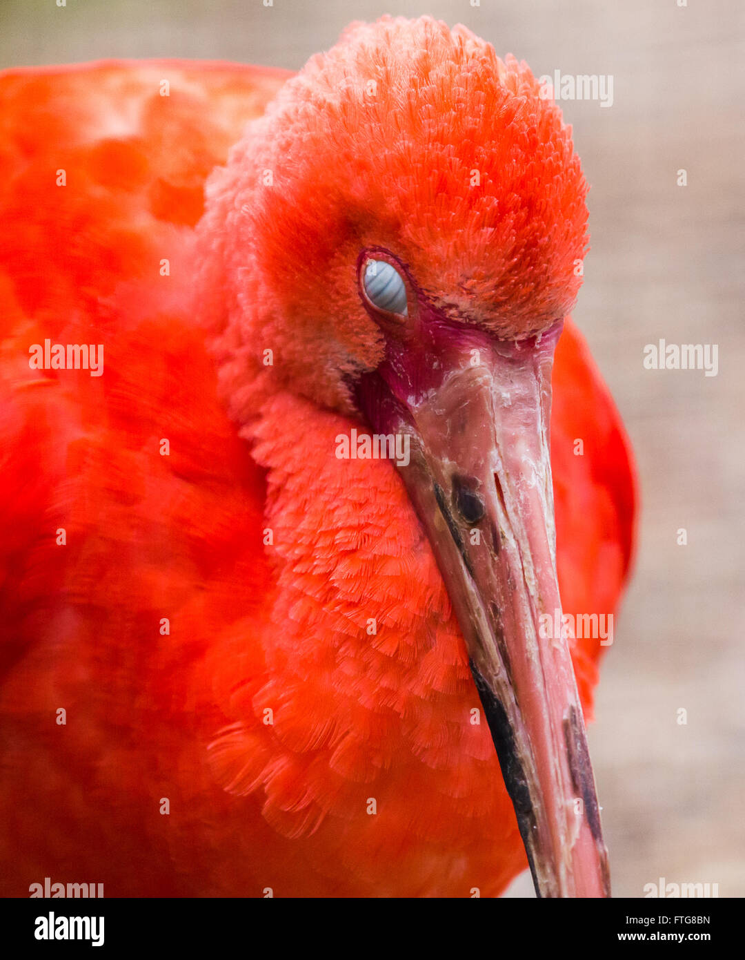 Closes the eye hi-res stock photography and images - Alamy