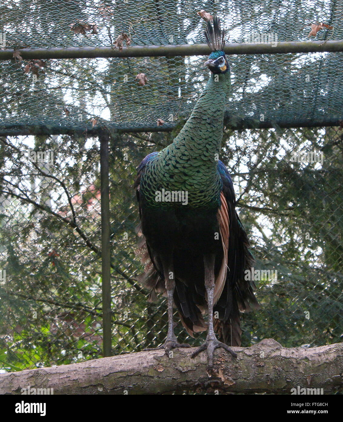 Peacock cage hi-res stock photography and images - Alamy