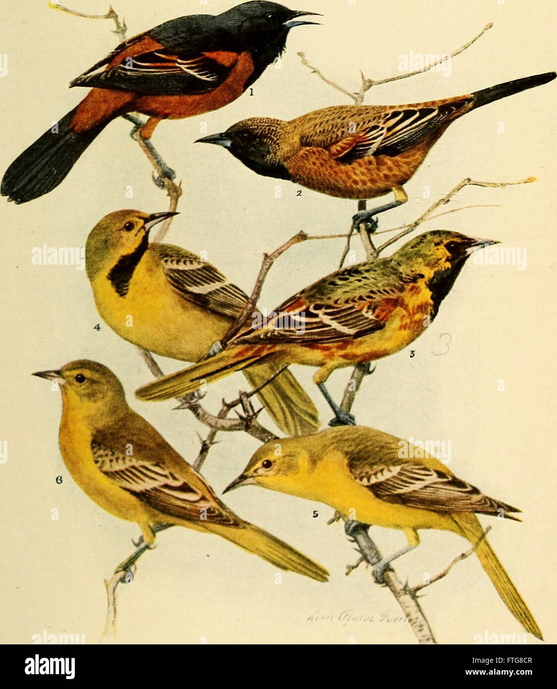 A 1912 guide to the bird species of eastern North America, with ...