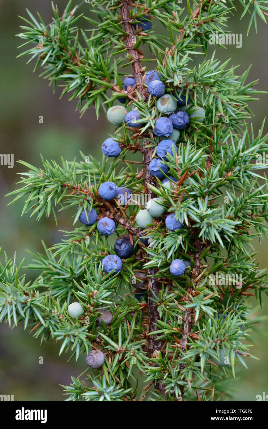 Juniper (Juniperus communis), fruits Stock Photo - Alamy