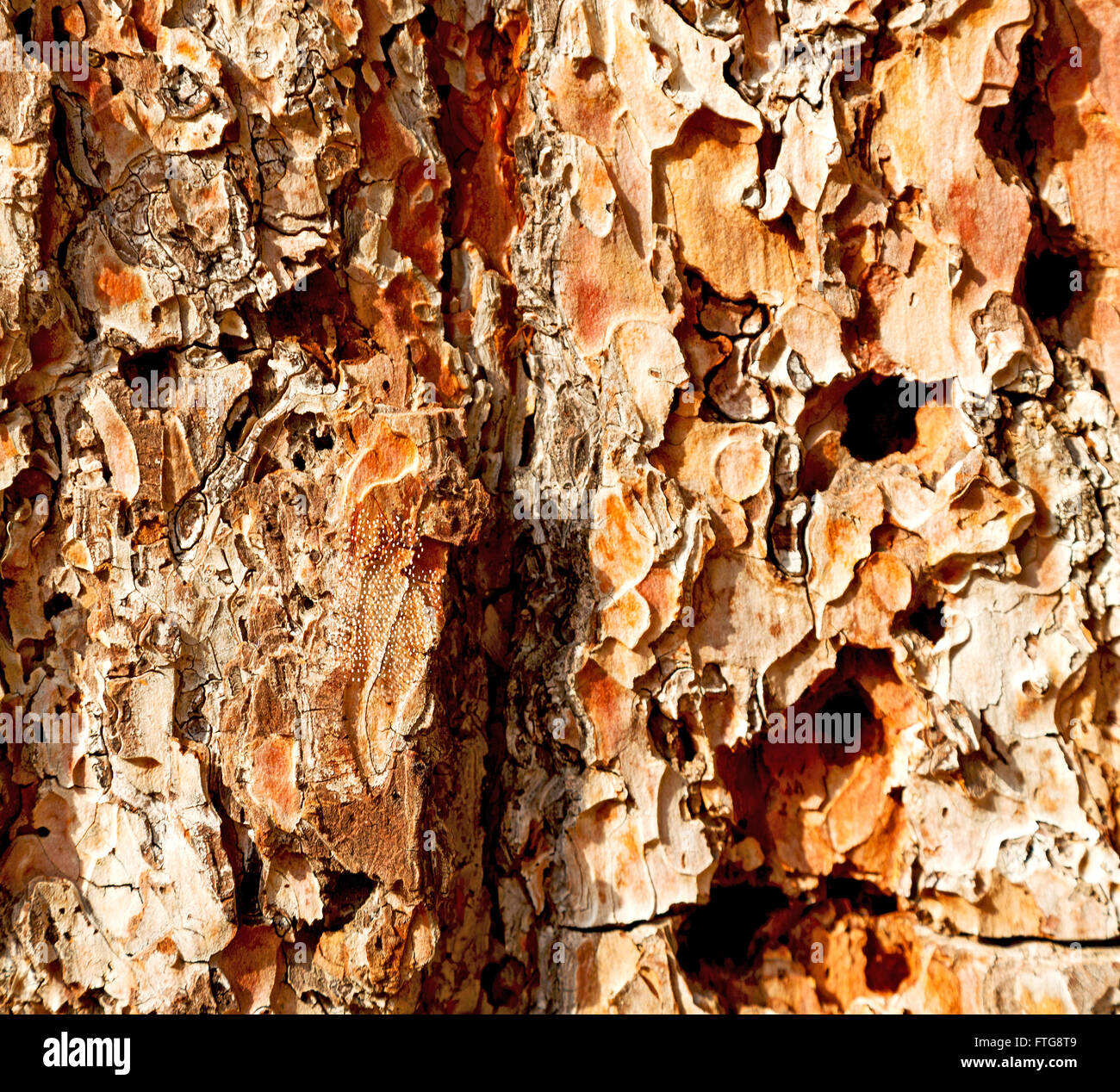 Black Pine Barck Texture Detail High Resolution Stock Photography and ...