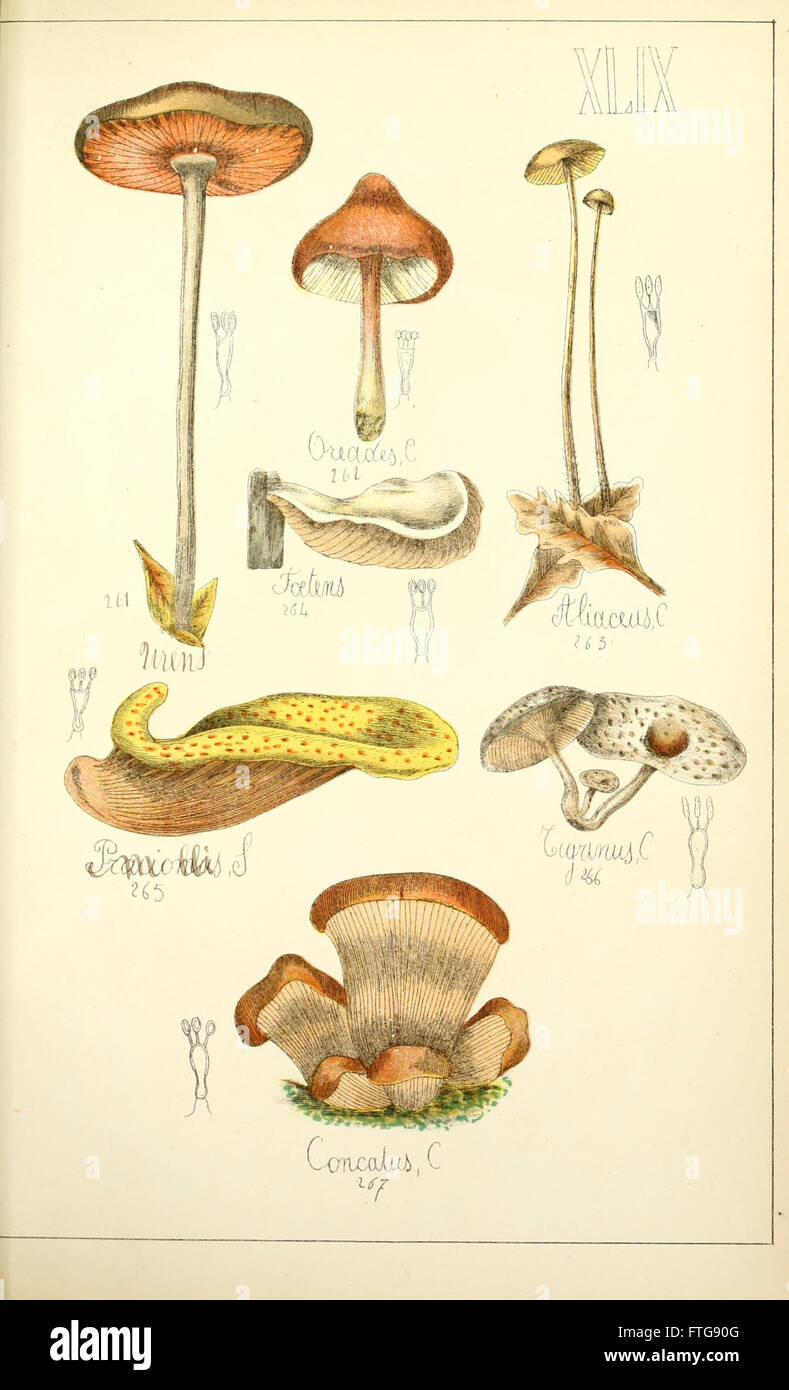 A scientific work on edible and poisonous mushrooms, with detailed ...