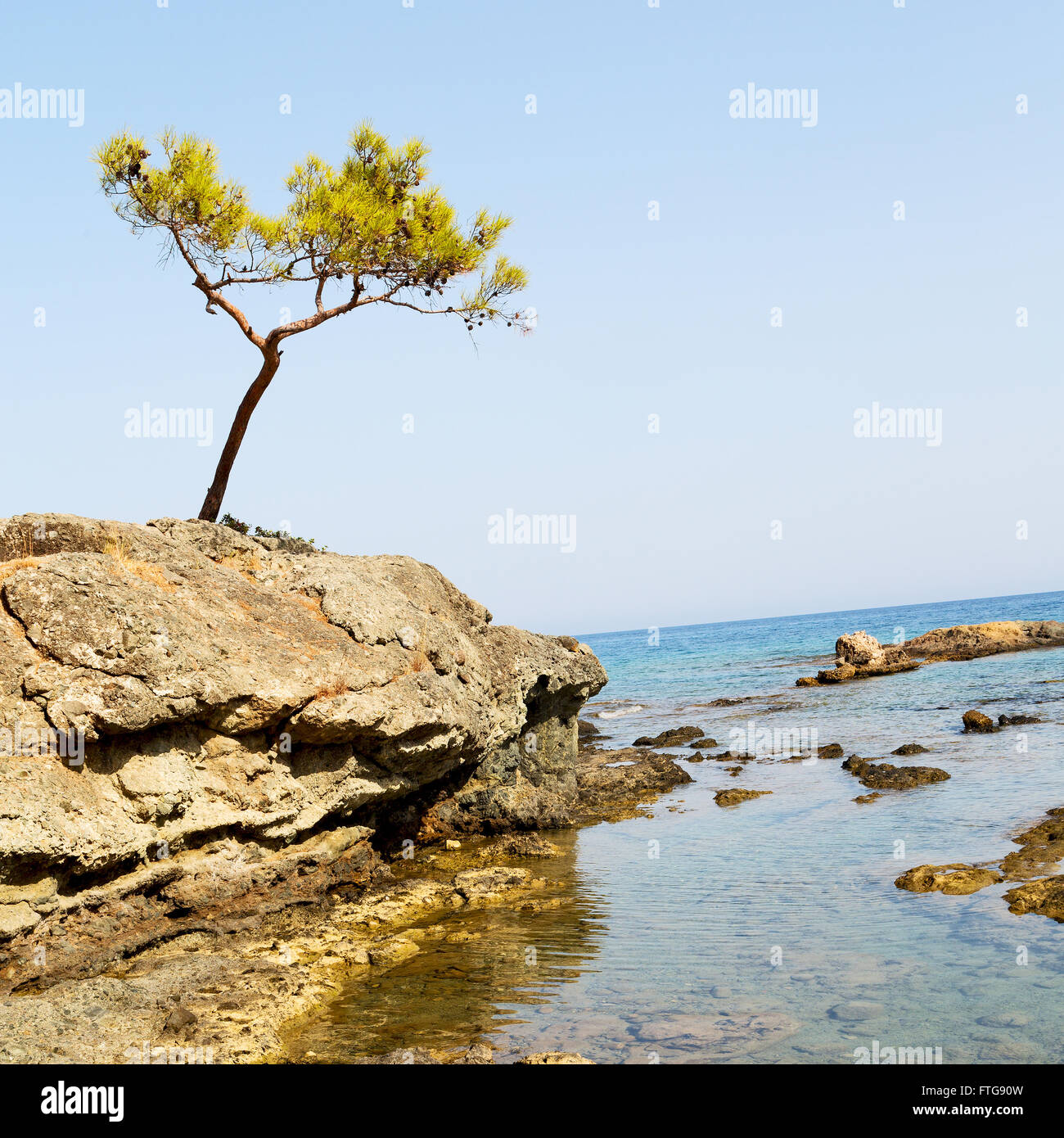 in the mediterranean see turkey europe pine plant and tree Stock Photo ...