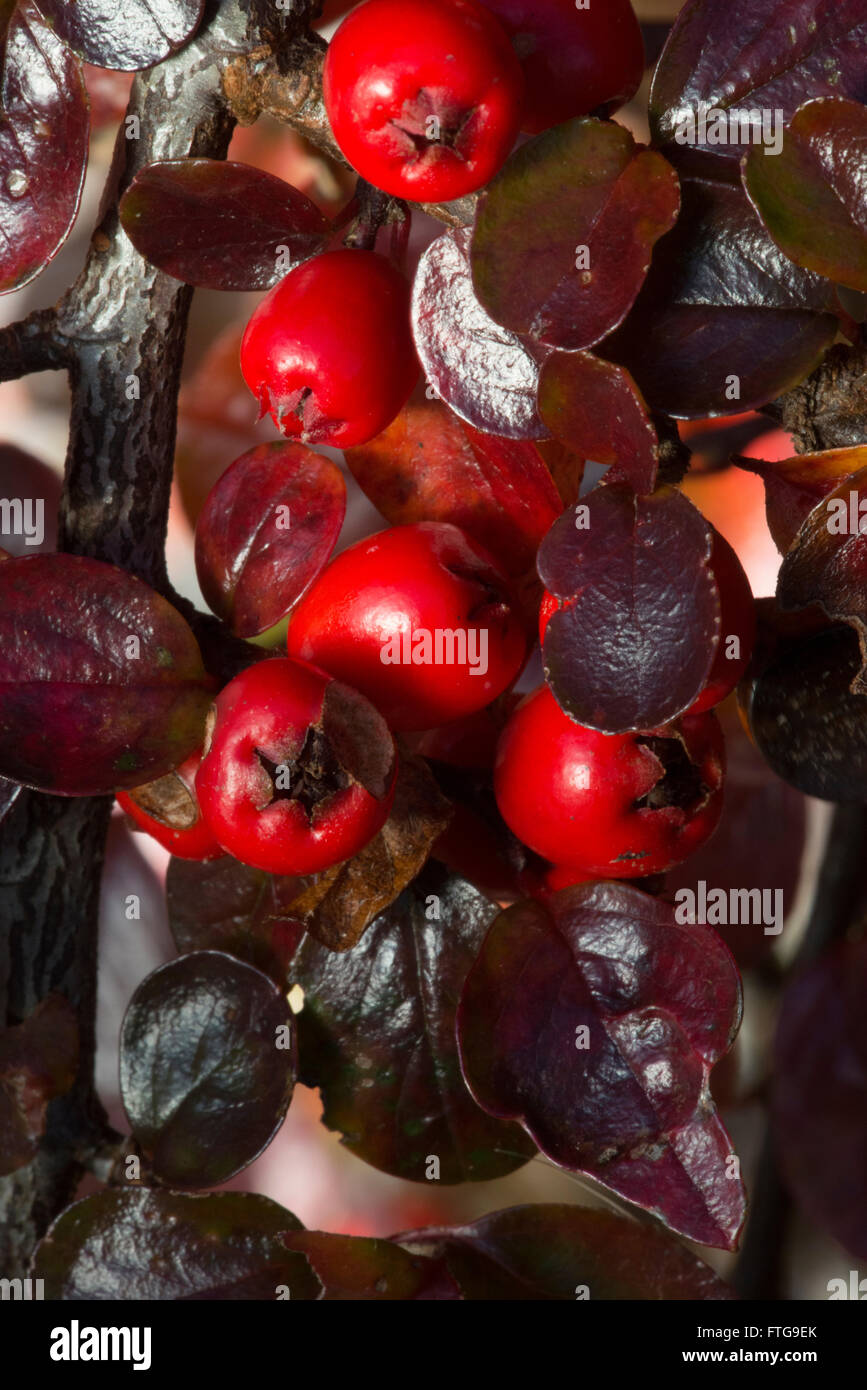 Herringbone (Fishbone) Cotoneaster (Cotoneaster horizontalis), autumn ...