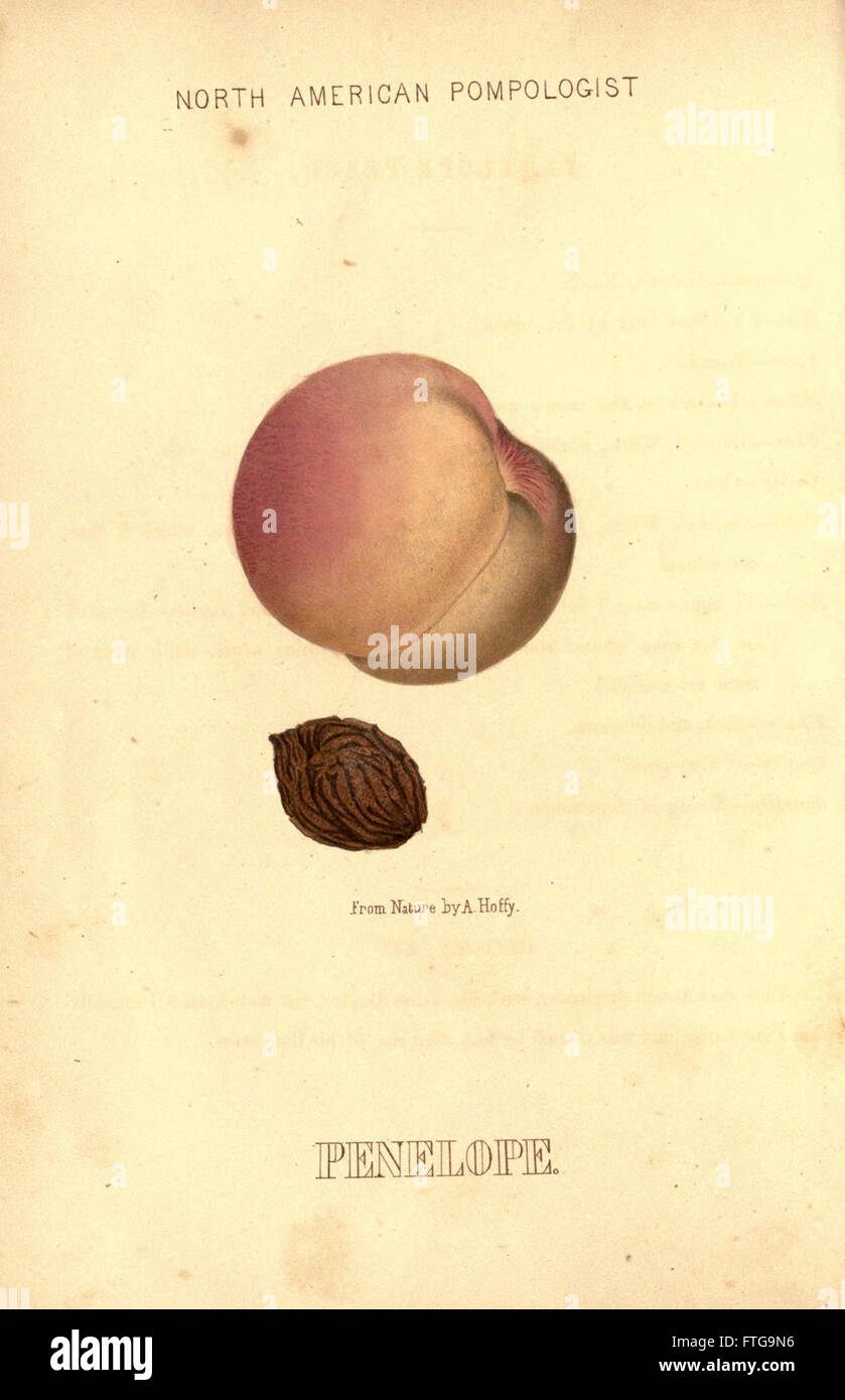 *Hoffy's North American Pomologist* presents detailed illustrations of ...