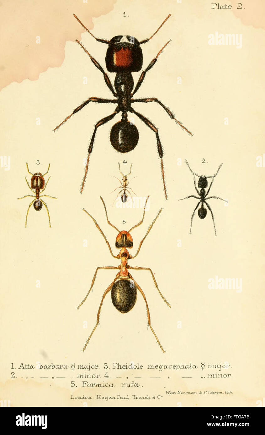 A study of ants, bees, and wasps, exploring their behaviors, ecological ...