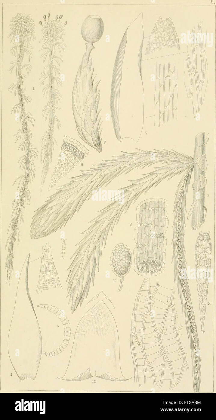 A 1874 work detailing the figures and descriptions of moss species in ...