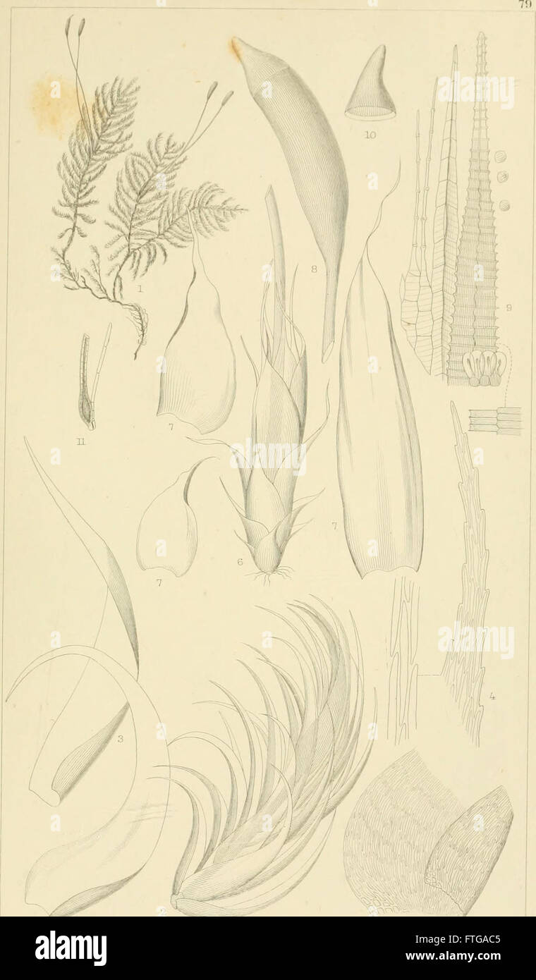 Icones Muscorum (1874) presents detailed illustrations and descriptions ...