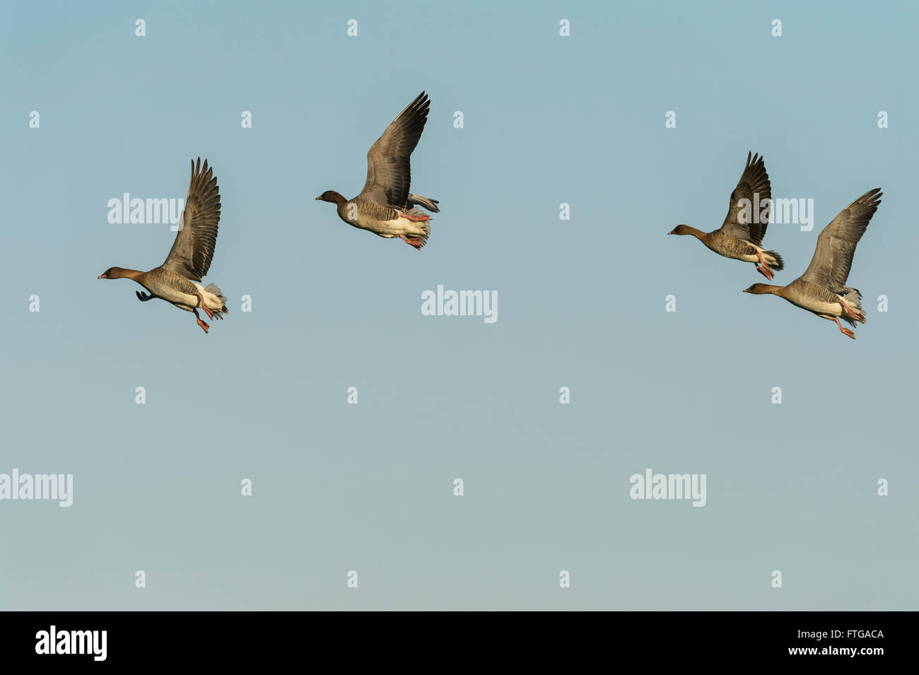 Pink-footed Geese (Anser brachyrhynchus) in flight Stock Photo - Alamy