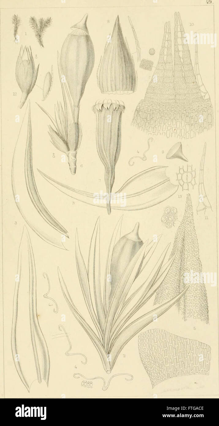 An 1874 work, *Icones Muscorum*, documenting moss species native to ...