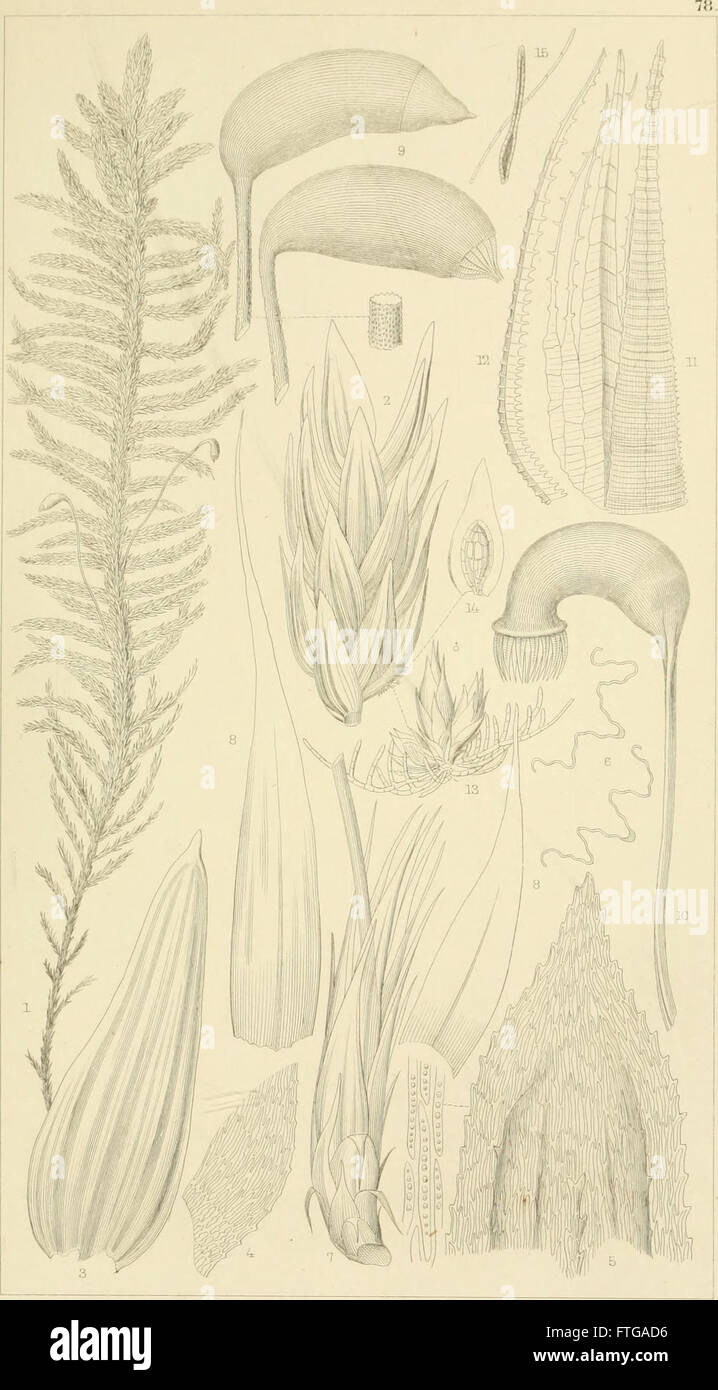 A 1874 work providing figures and descriptions of moss species unique ...