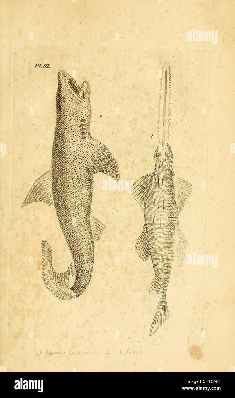 A collection of illustrations depicting various species of fish ...