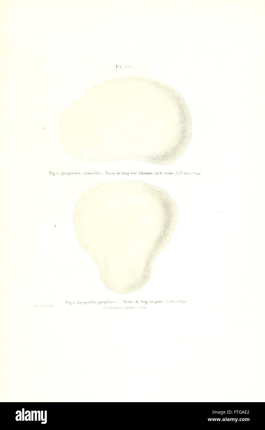 A detailed plate from the 'Iconography of Mushrooms' by Paulet ...