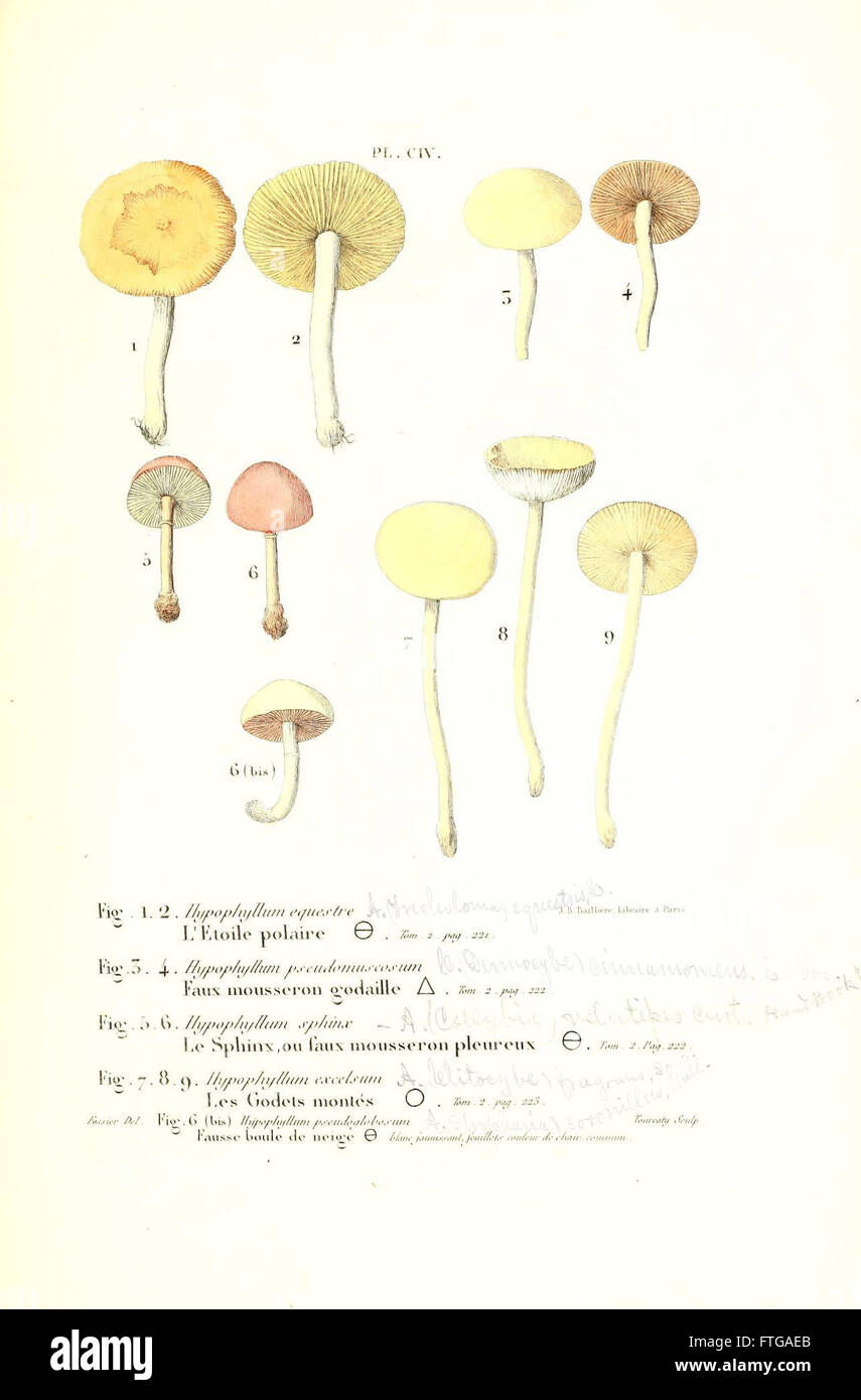 An illustration from 'Iconographie des champignons' by Paulet ...
