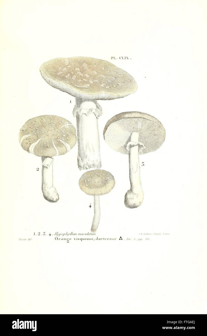 A plate from the *Iconographie des champignons de Paulet*, illustrating ...
