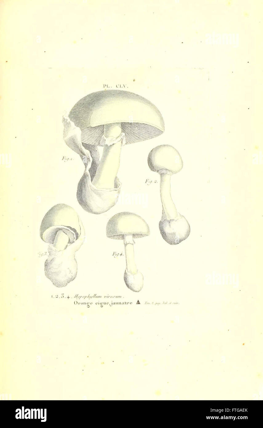 This illustration from the 'Iconographie des champignons' shows a ...