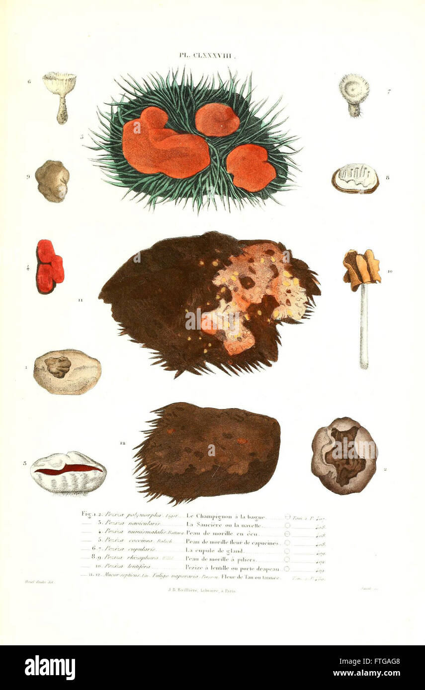 Context of mycology hi-res stock photography and images - Alamy