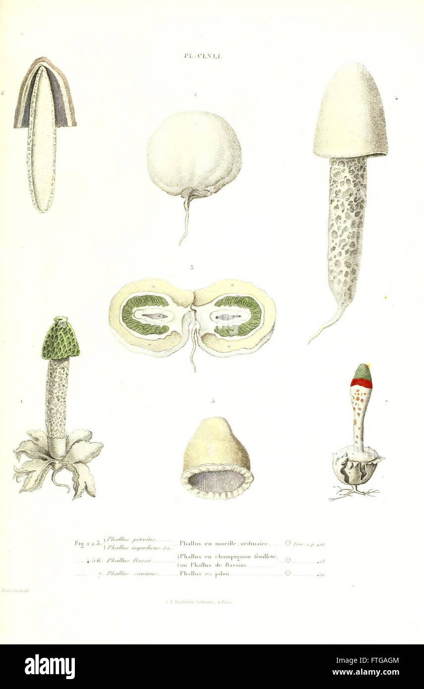 A plate from the 18th-century French work 'Iconographie des Champignons ...