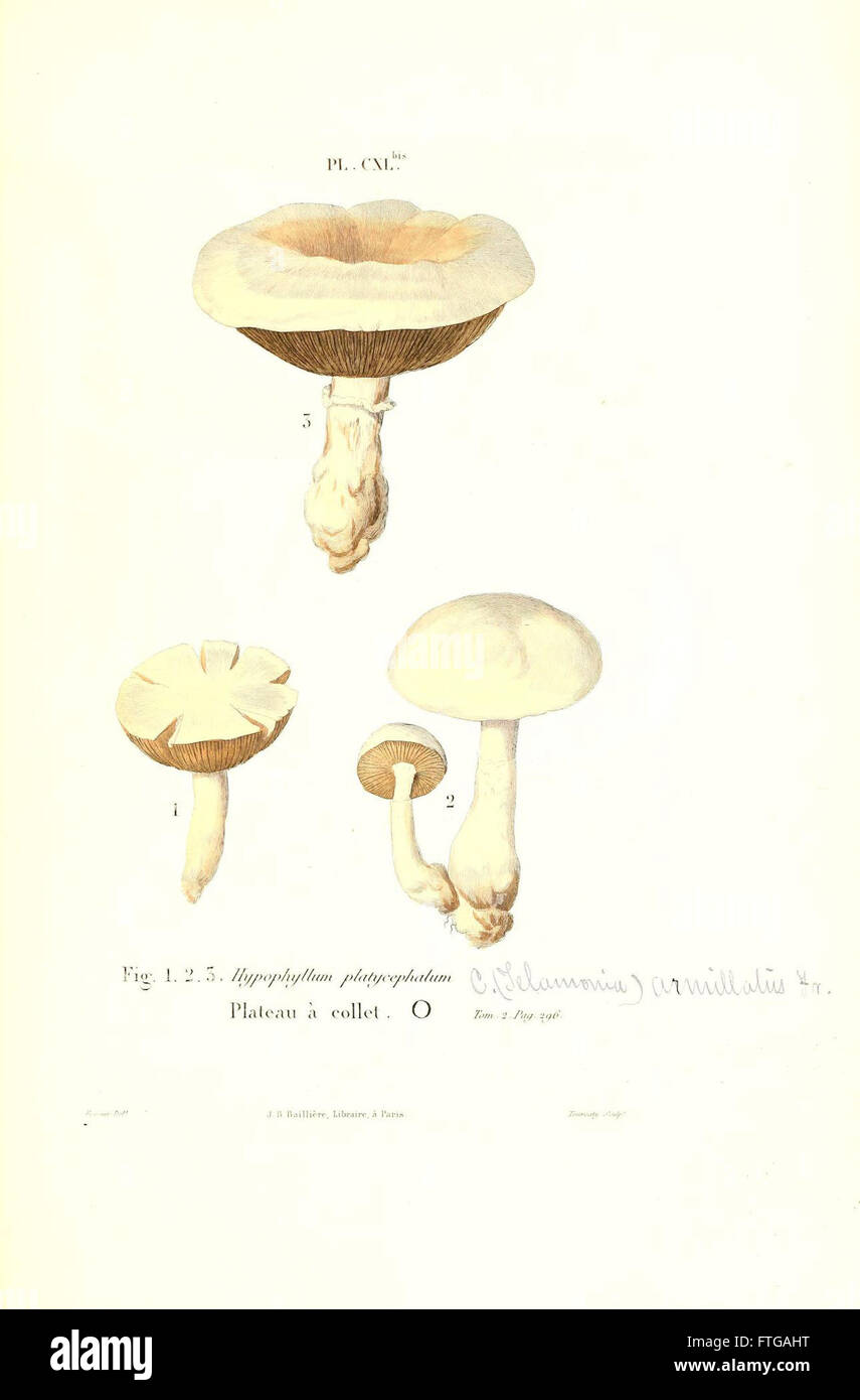 This plate from 'Iconographie des Champignons de Paulet' features a ...