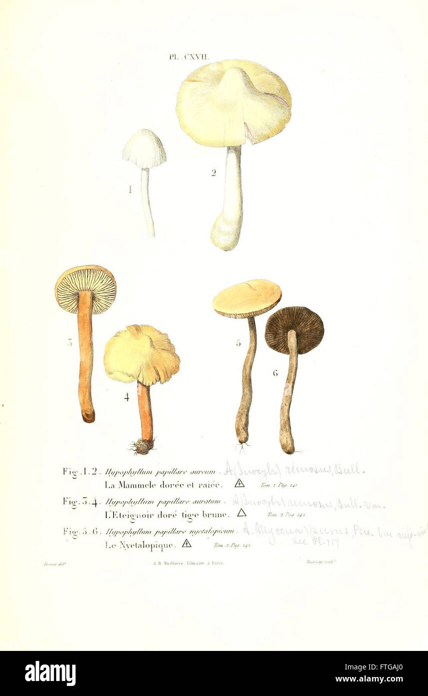 Plate CXVII from 'Iconographie des champignons' features detailed ...