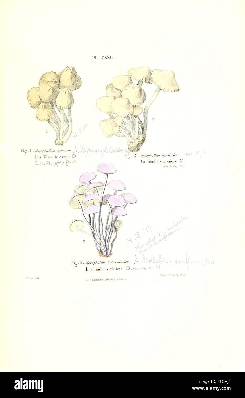 This plate from Iconographie des Champignons de Paulet illustrates ...