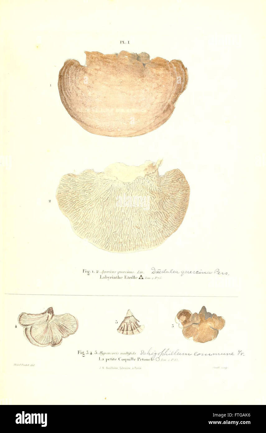 A scientific illustration from the 'Iconographie des Champignons de ...