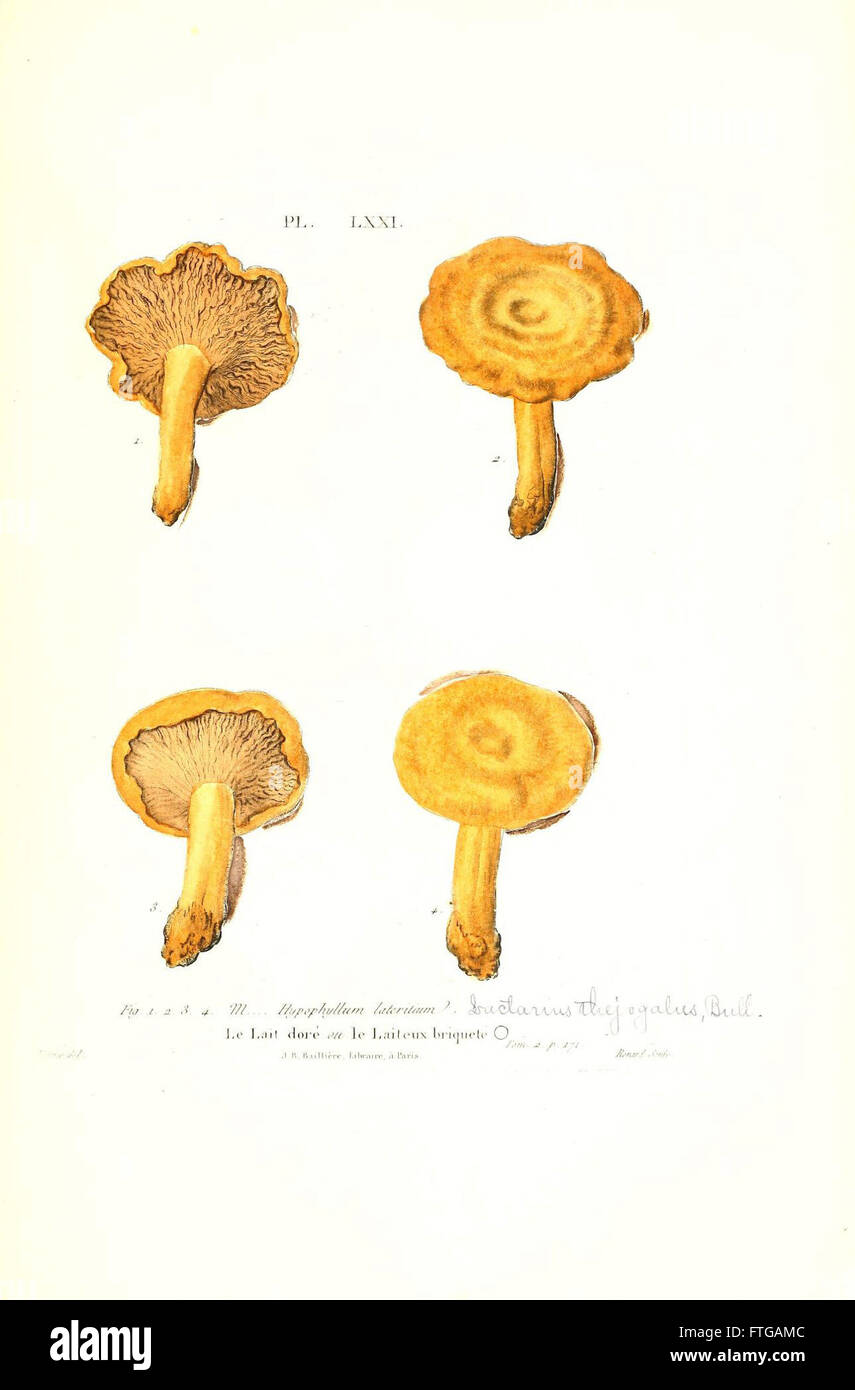 This plate from the 'Iconography of Mushrooms' by Paulet illustrates ...