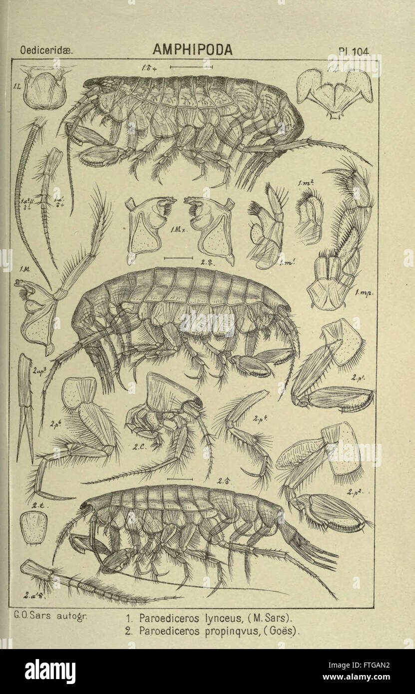 An account of the Crustacea of Norway (Pl. 104 Stock Photo - Alamy
