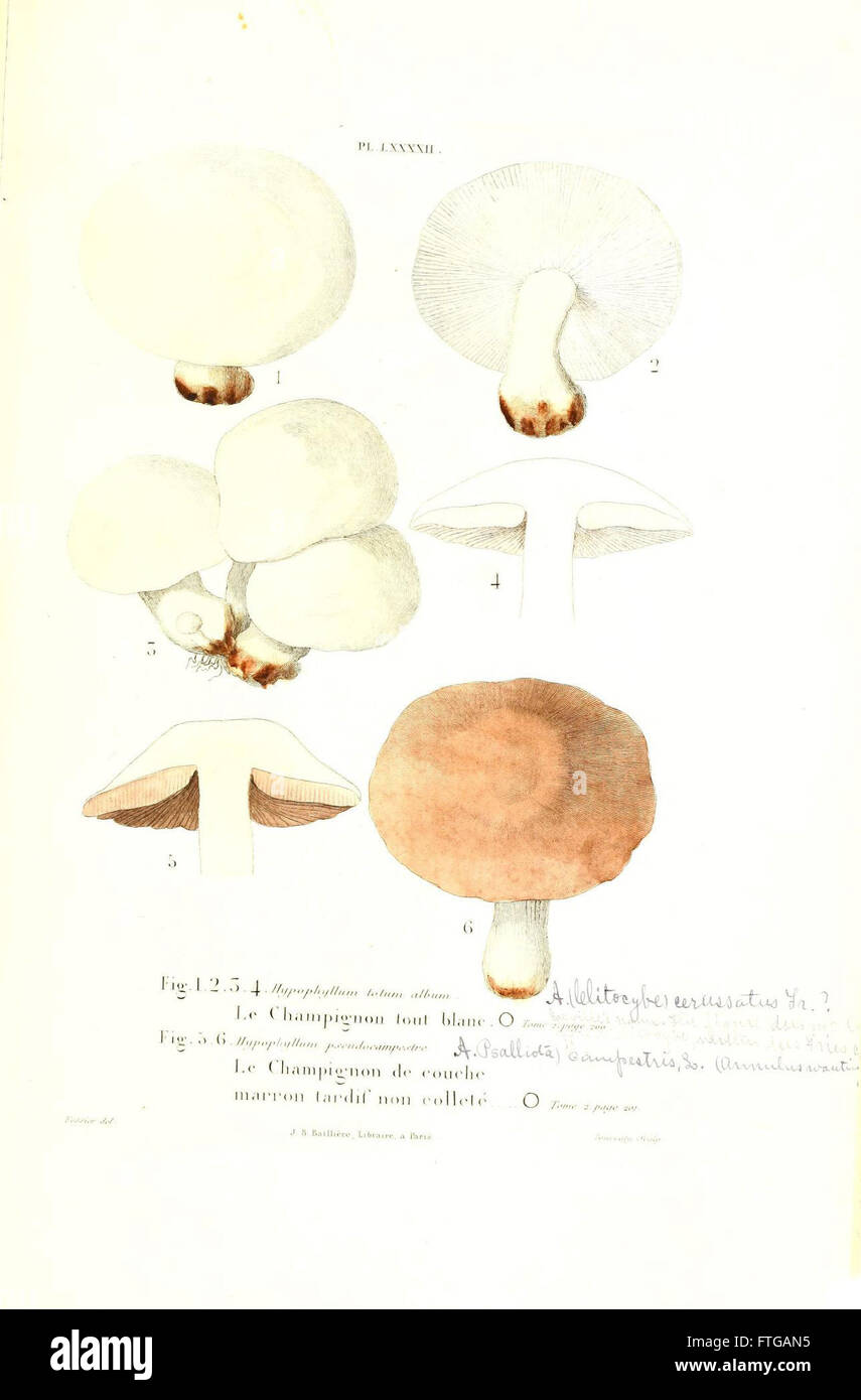 This illustration from the 'Iconographie des Champignons' showcases a ...